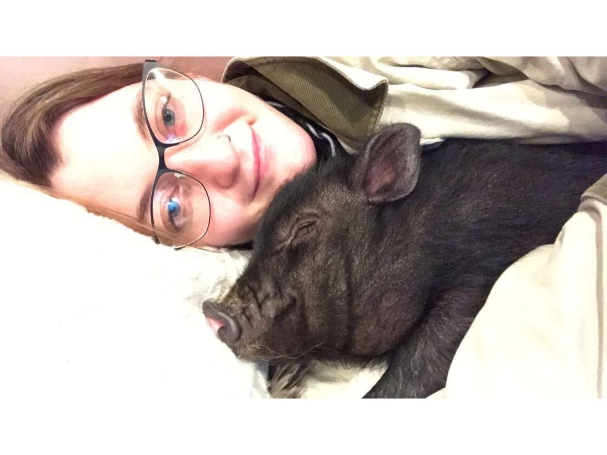 Montgomery County Rallies Behind Pet Pig After Vicious Dog Attack