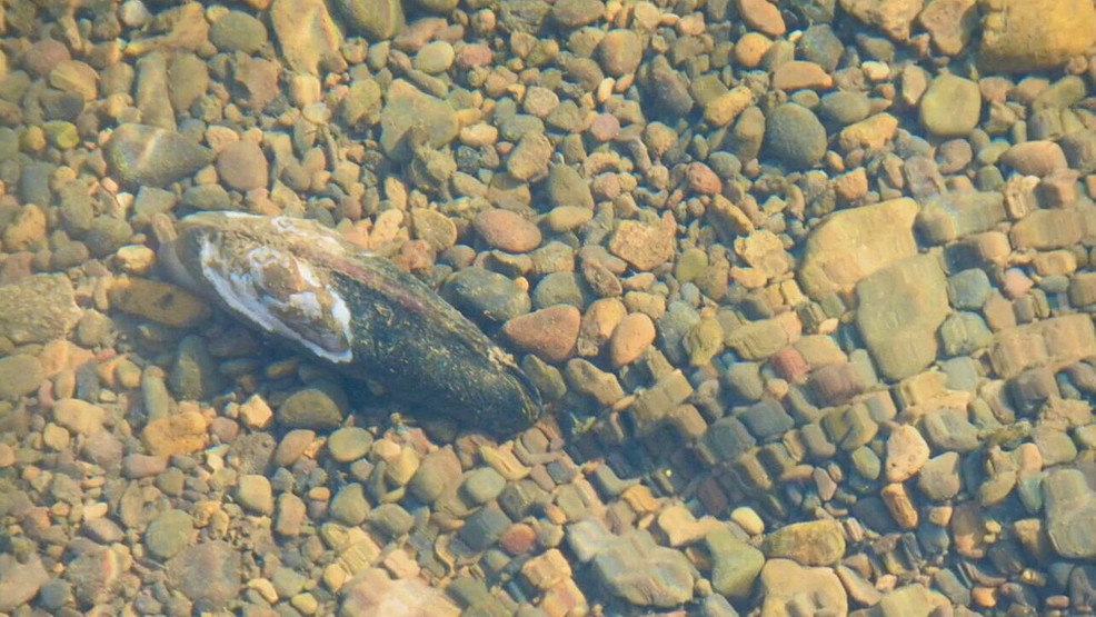 Mussel harvest reopens from Cascade Head to the California border