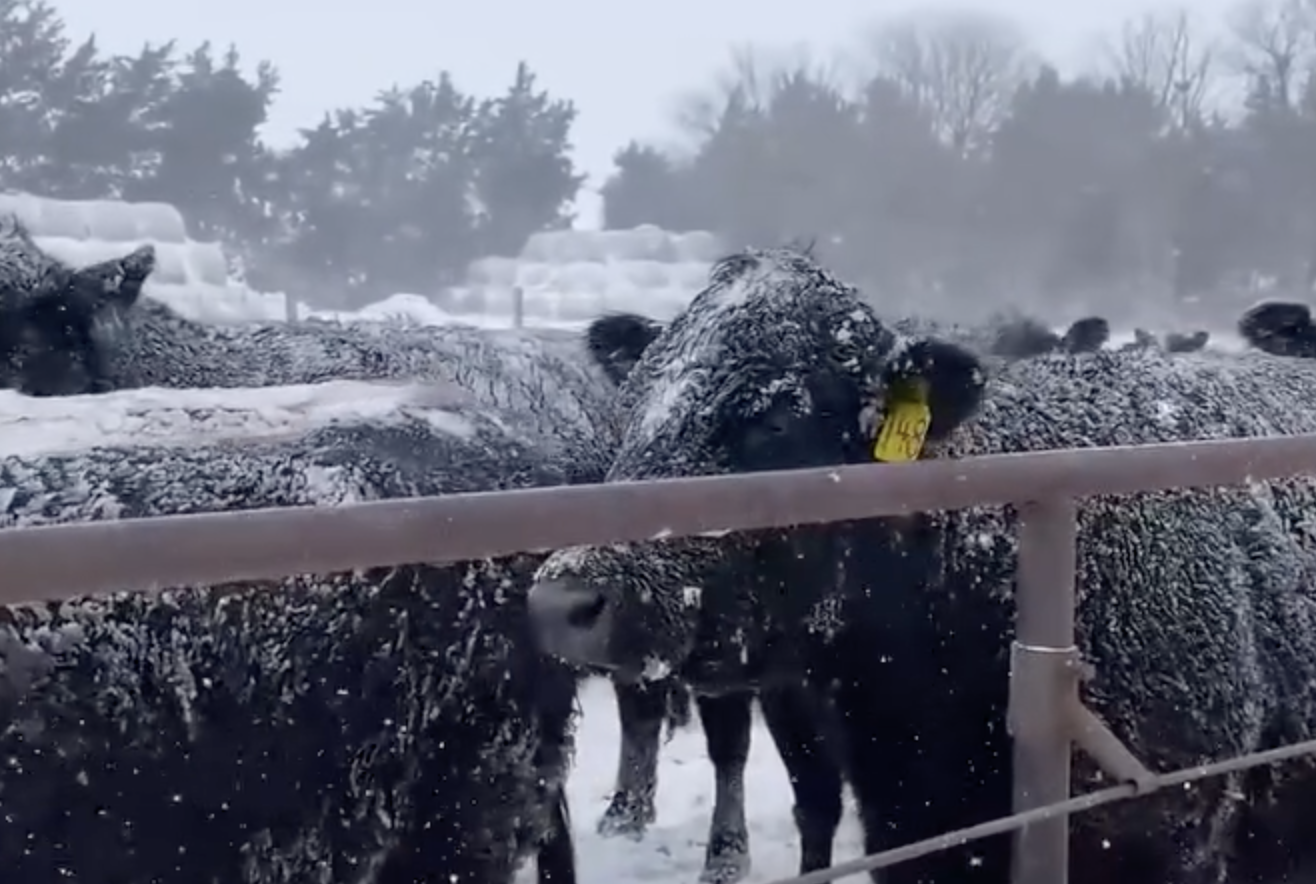 Moving Our Cows Using the Tractors!