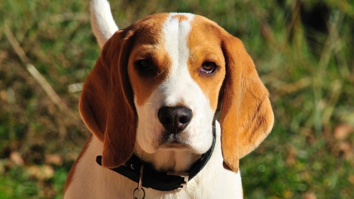 5 dog breeds that love to bark all the time (they're too noisy)