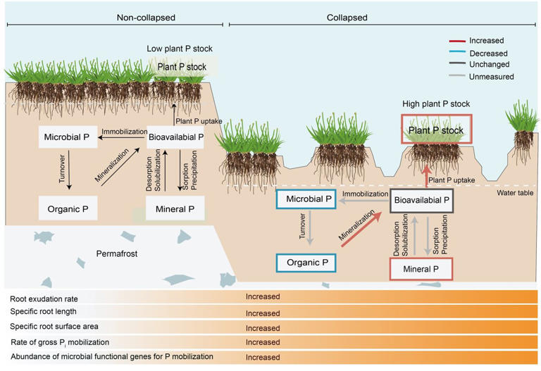 Permafrost study finds abrupt thaw accelerates soil phosphorus cycling ...