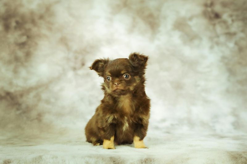 24 Tiny Dog Breeds Weighing Under 5 Pounds – Small in Size, Big in ...