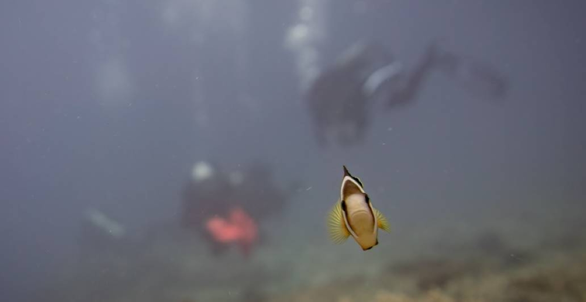 90% of marine aquarium fish in the US come from the wild, study shows