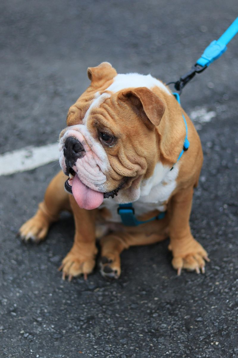 20 Easygoing Dog Breeds That Fit Seamlessly into a Relaxed Lifestyle