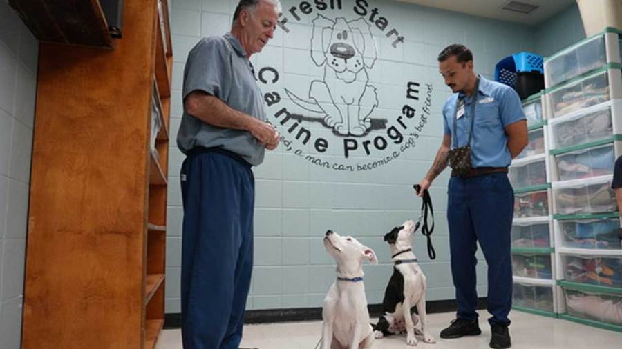 Ohio inmates help shelter dogs find forever homes