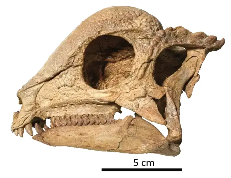 A Dinosaur Skull Found in the Dirt Was Almost Too Well-Preserved to Be Real