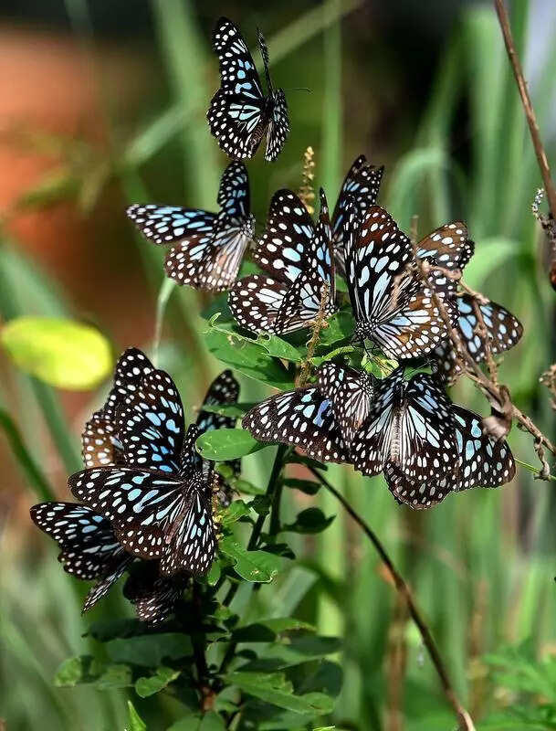 Wings of Change: Mumbai’s First Butterfly Club Takes Flight