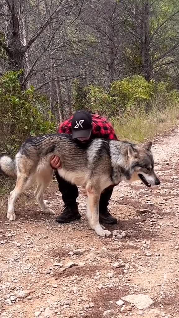 I Found a Wolf in the Woods—Here’s What Happened Next