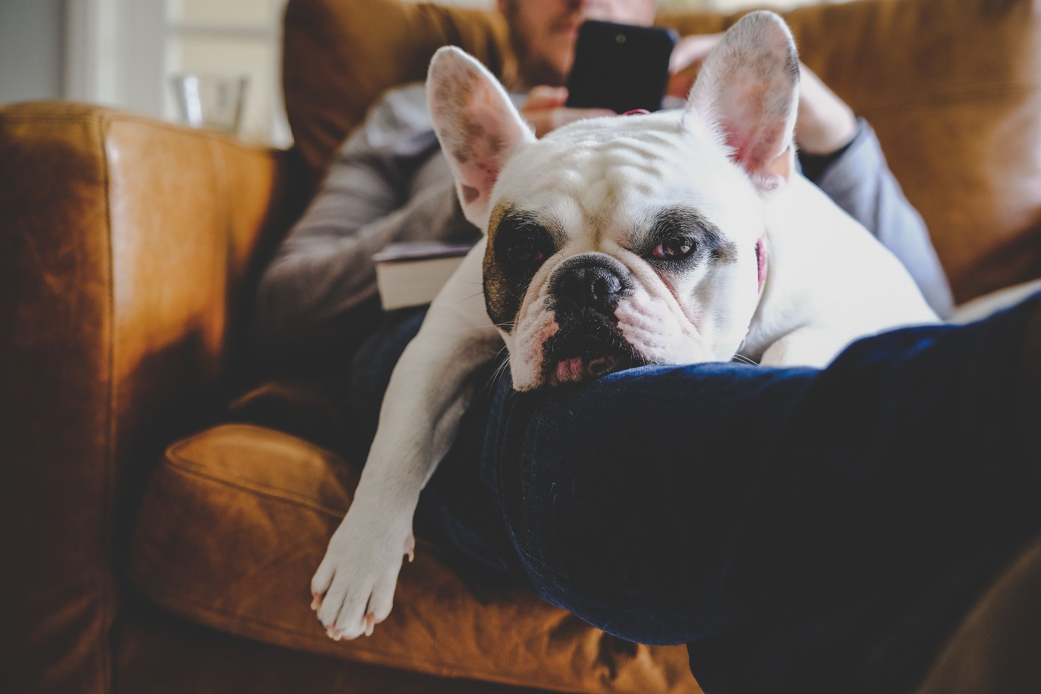 These Adorable Lap Dogs Were Basically Born to Snuggle