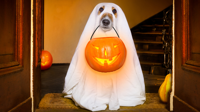 Zoom Room Richmond’s Halloween Party: Costumes, contests and canine fun!