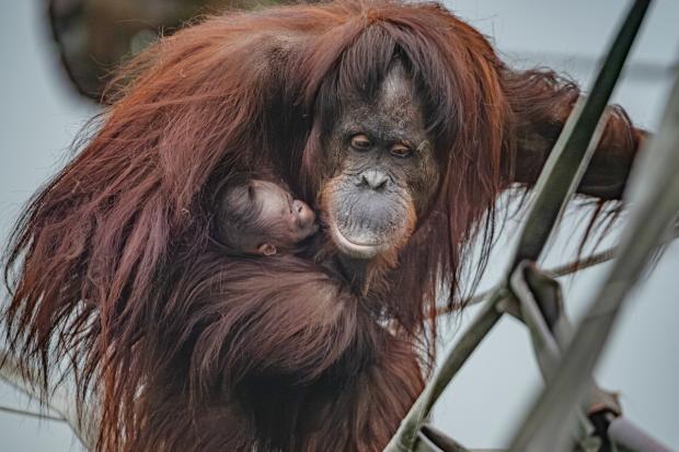 Critically endangered Bornean orangutan born at Chester Zoo