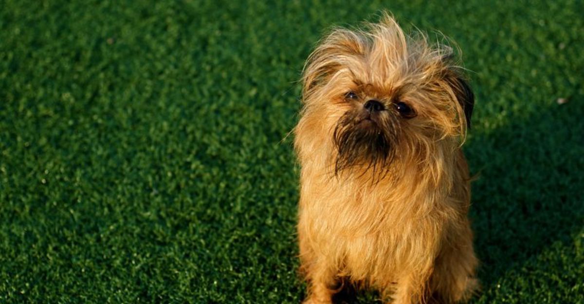 24 Tiny Dog Breeds Weighing Under 5 Pounds – Small in Size, Big in ...