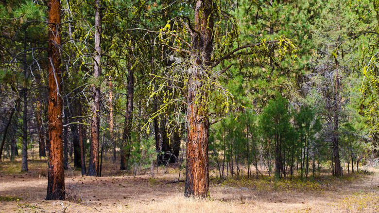 Hidden In An Underrated National Forest Is A Stunning Botanical ...