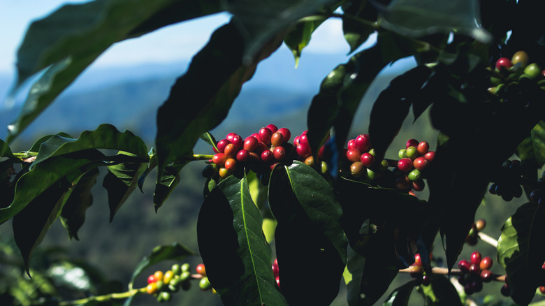 What Are Shade-Grown Coffee Beans And Are They Sustainable?
