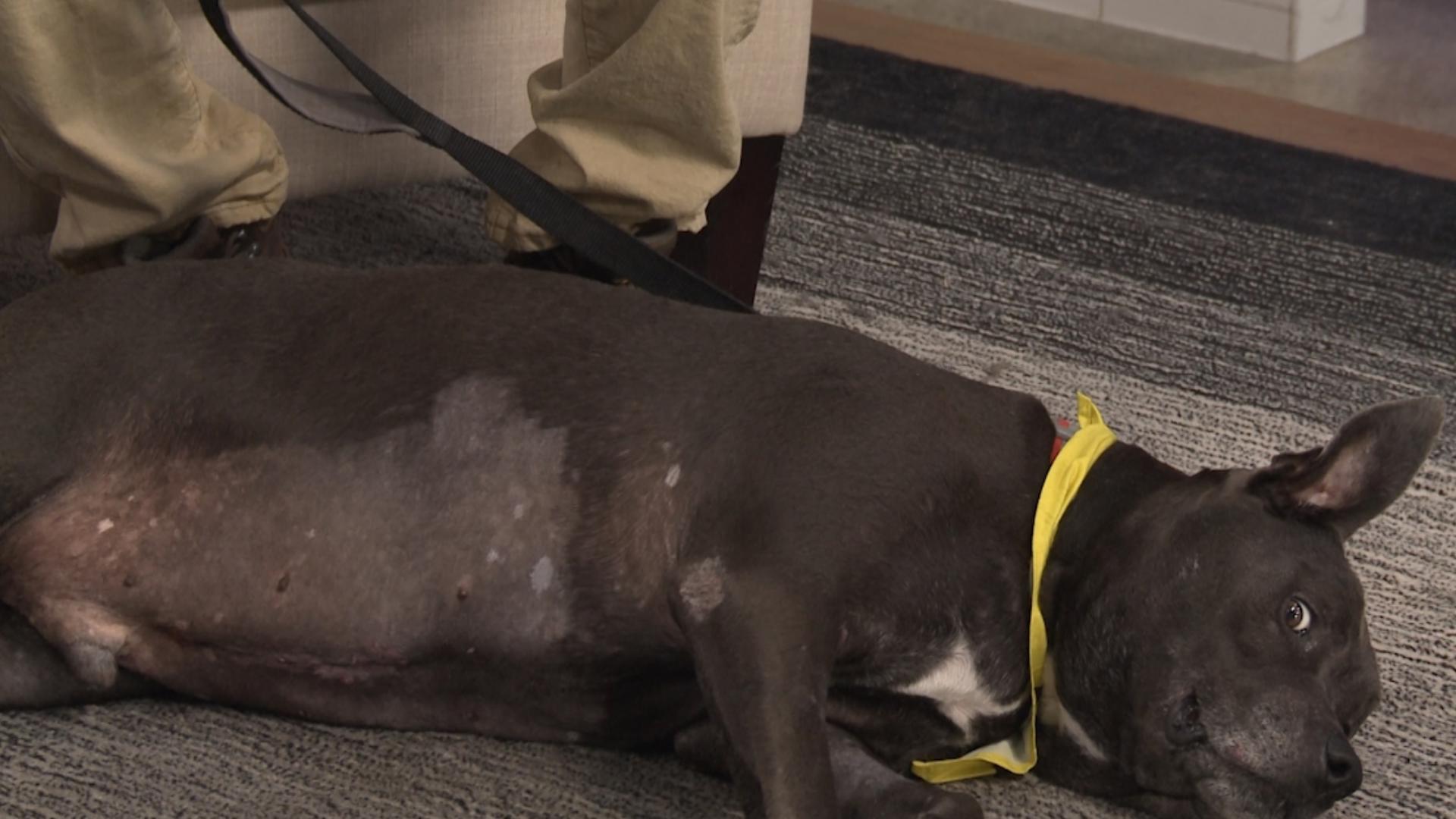 Meet Lambert, a dog available to adopt from Austin Pets Alive! | Pet of ...