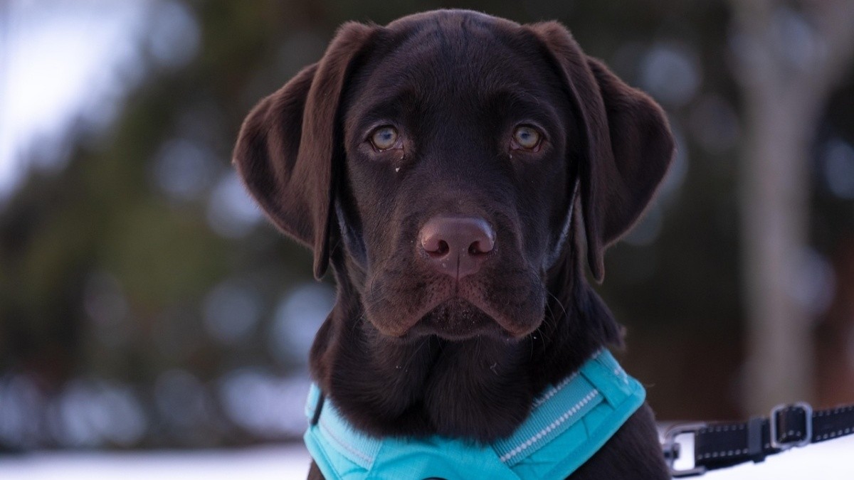 13 calm dog breeds that help maintain a relaxed home