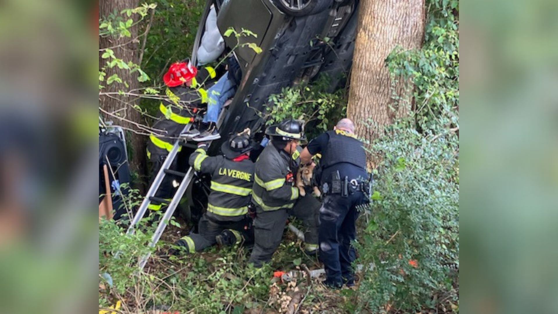 Driver, dogs rescued after being trapped in crashed car along tree line ...