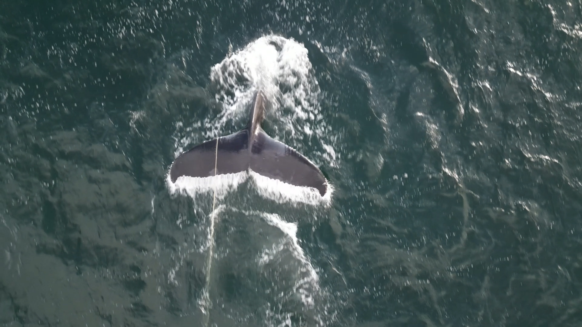 Humpback whale untangled off Vancouver Island