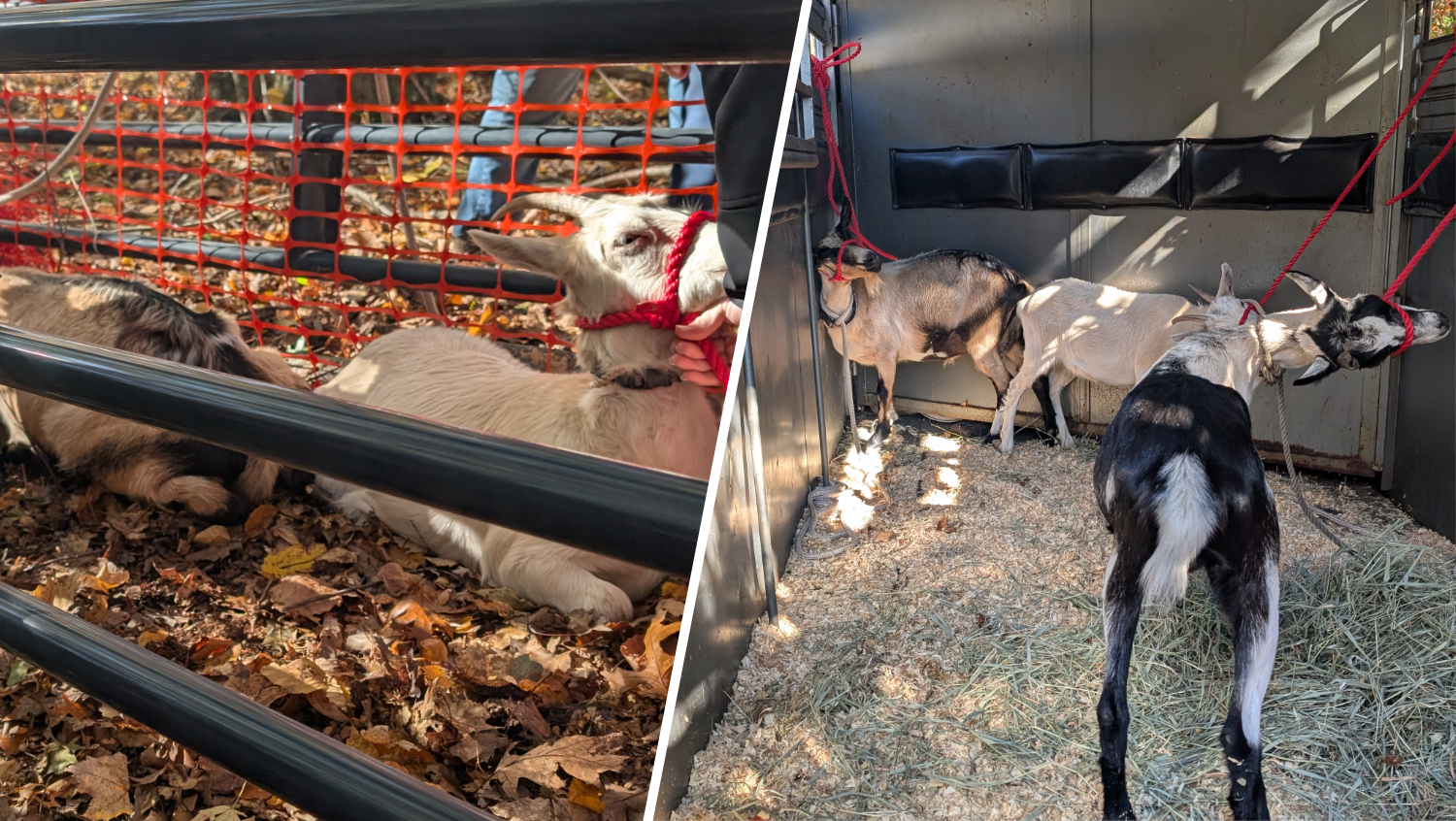 Goats that were roaming near I-95 for months safely captured