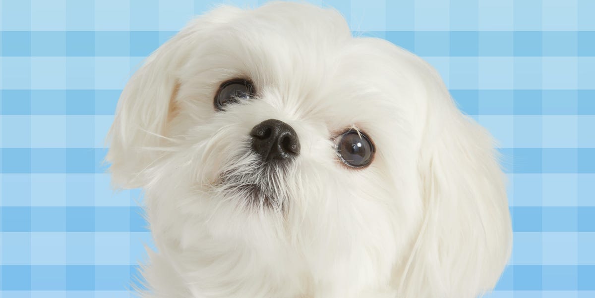 These Adorably Small Dog Breeds Stay Tiny Forever