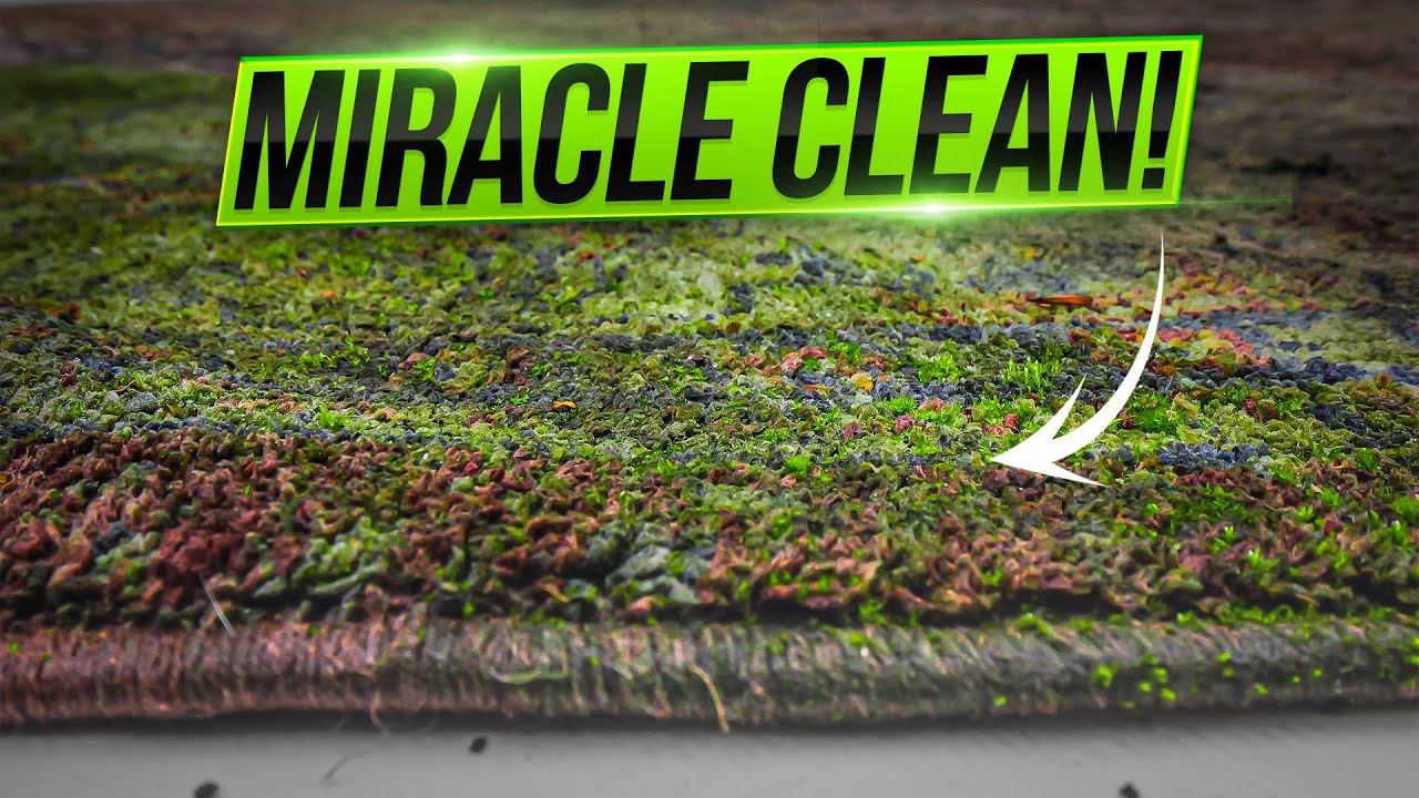 How to deep clean a rug infested with moss 🧼