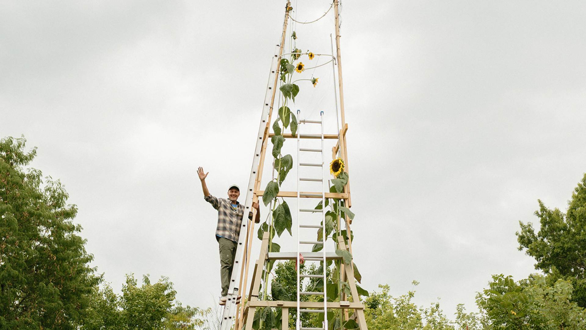 Tallest sunflower - 10.90 metres (35 ft 9 in) by Alex Babich