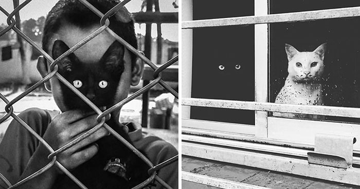 This Account Shared 28 Amusing Street Photos Featuring Cats