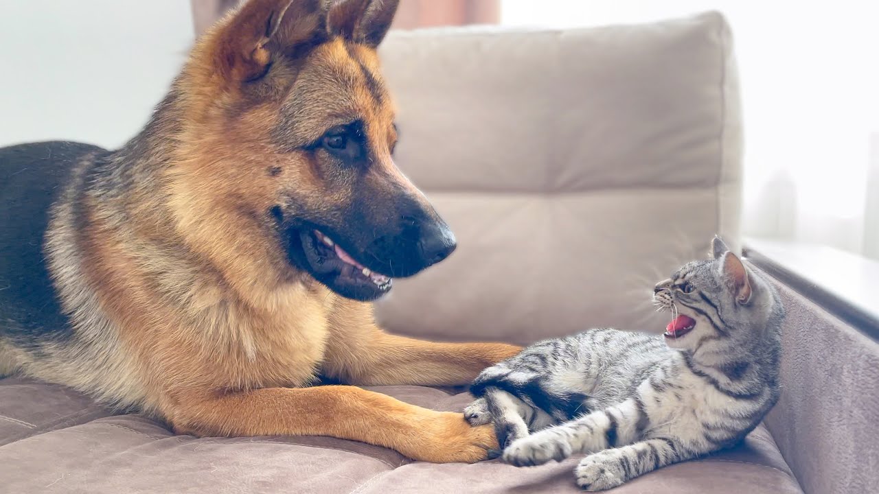 Grappige Duitse herder reageert op luie kat