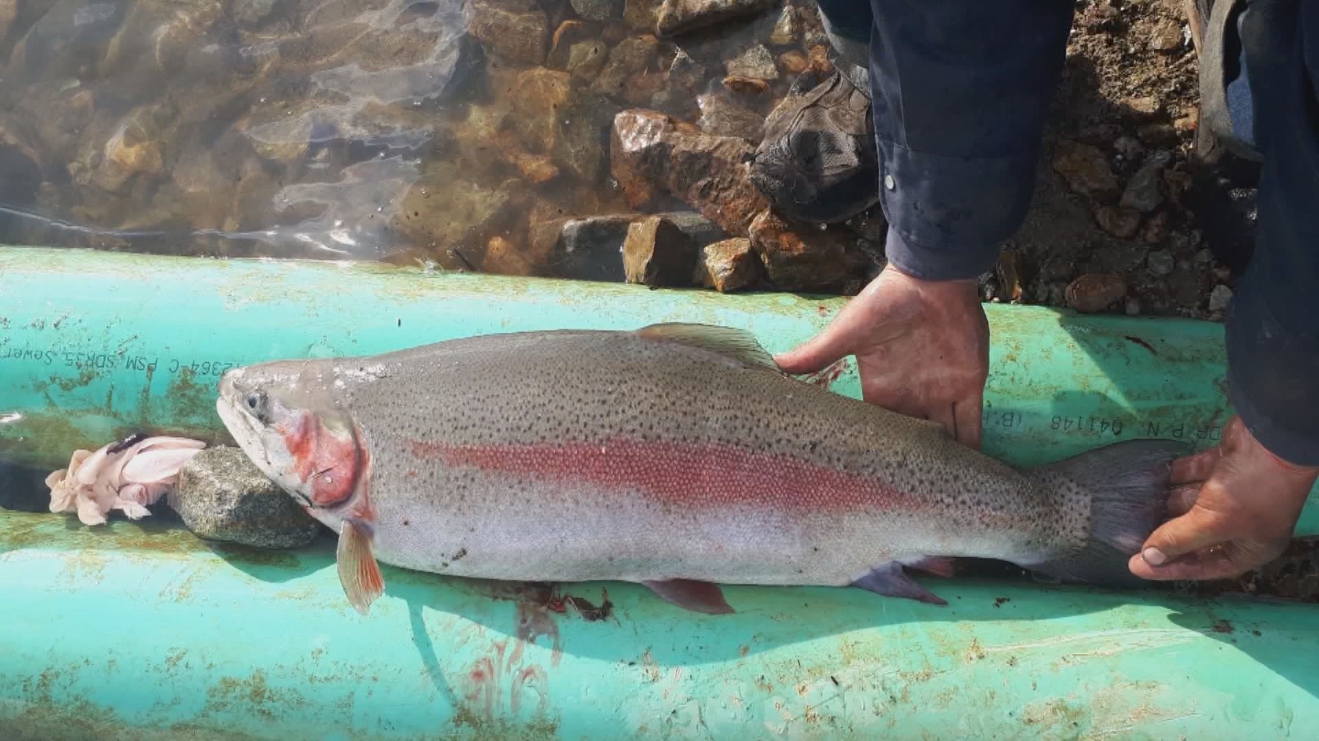 Fish farm appears to be abandoned on Sunshine Coast