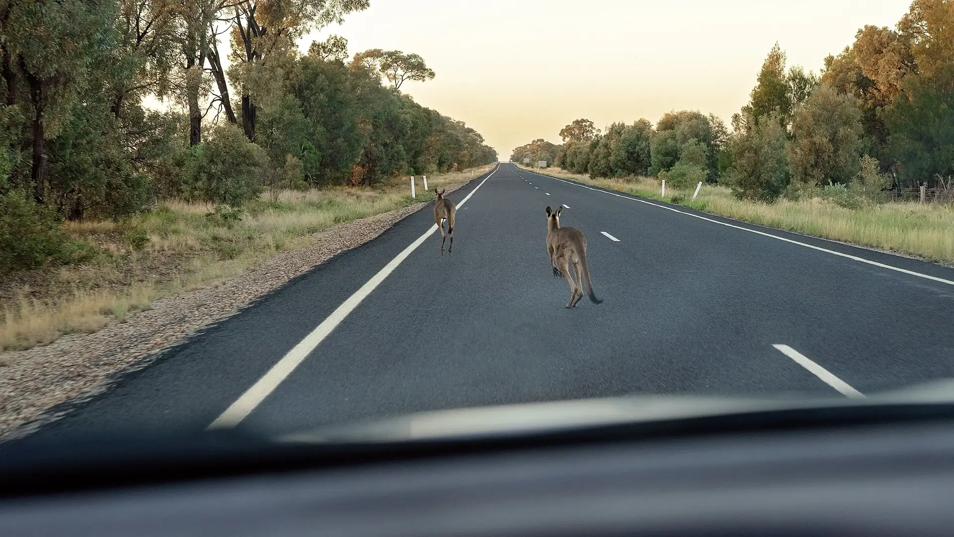 ‘We’ve lost many lives’: Should you swerve to avoid wildlife?