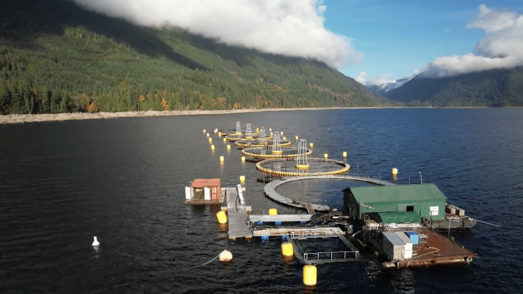 Sunshine Coast fish farm appears to be abandoned, environmental group says