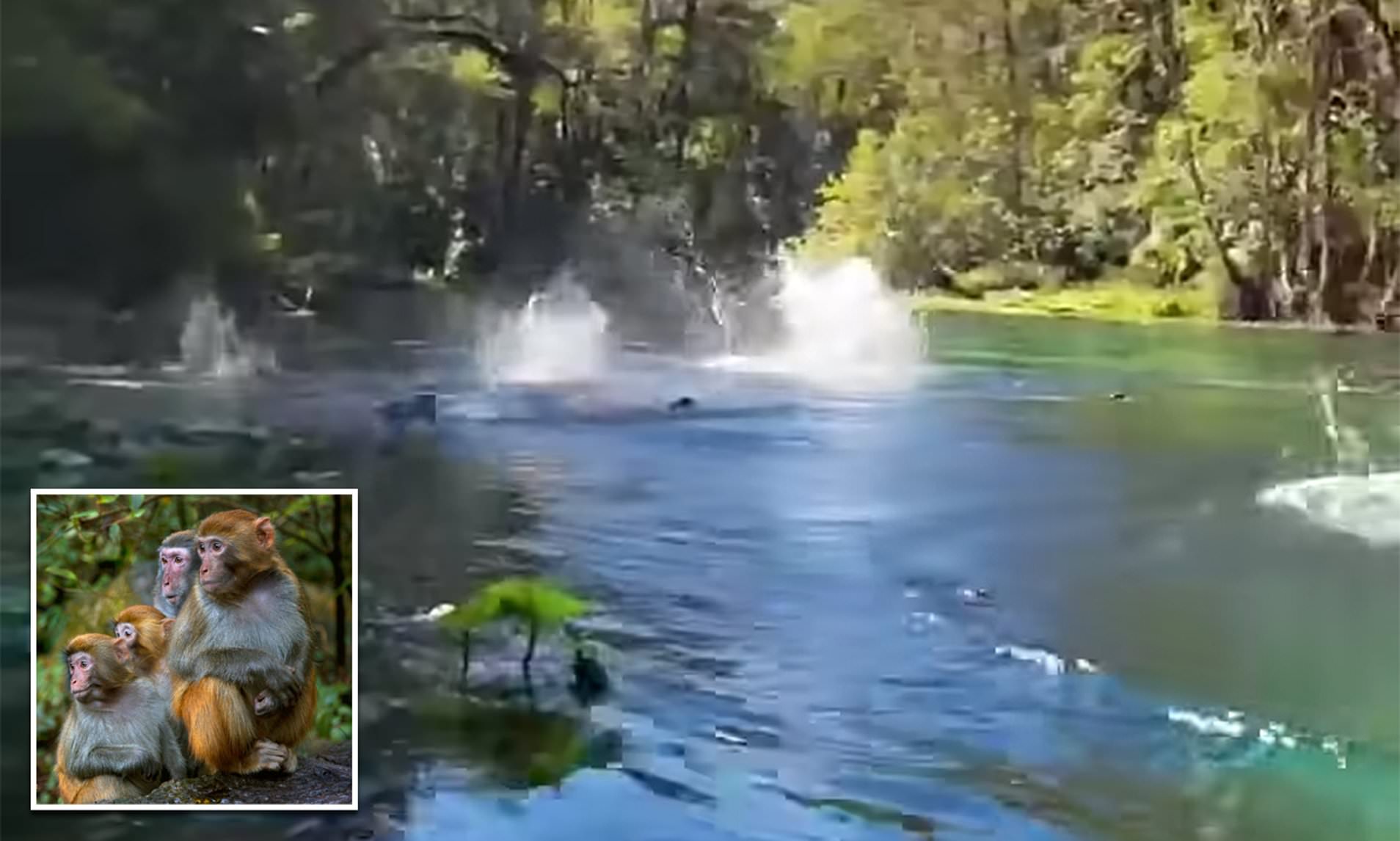 Terrifying moment 'raining monkeys' soar from trees at Florida State Park