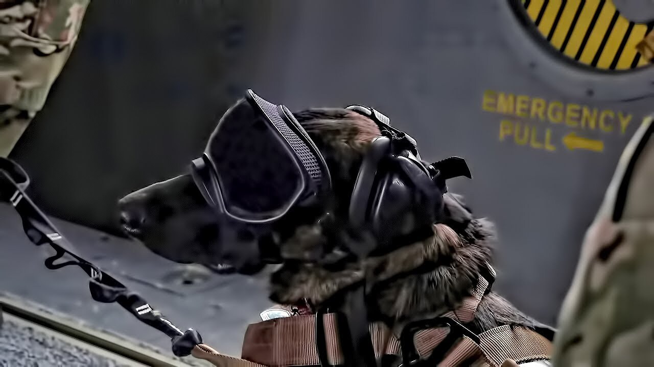 K-9 Callie • The Only Search & Rescue Dog In The U.S. DoD