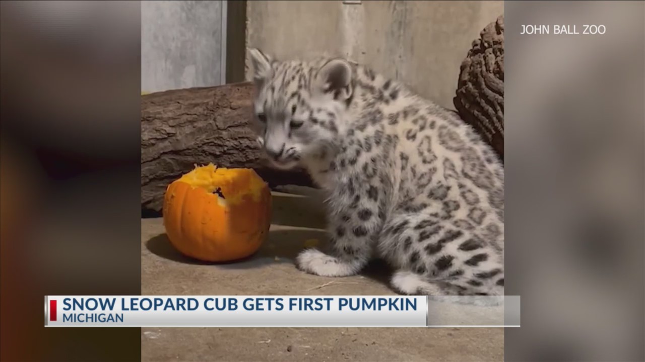 Snow leopards get Halloween pumpkin treat at Michigan zoo