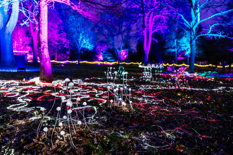 Lily of the Lake and a digital rainforest - here's what’s new at ...