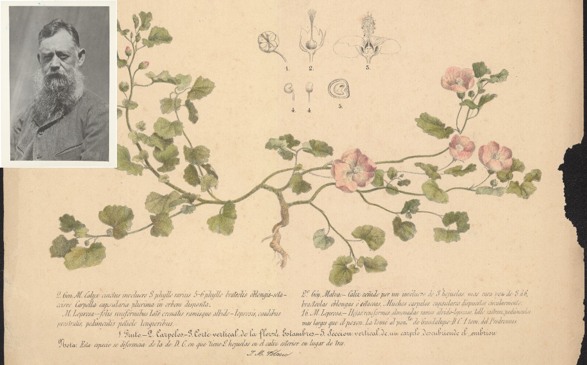 Muestra inédita de José María Velasco en el Museo Kaluz