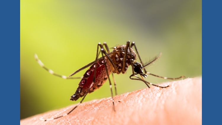 Does freezing weather really kill bugs?