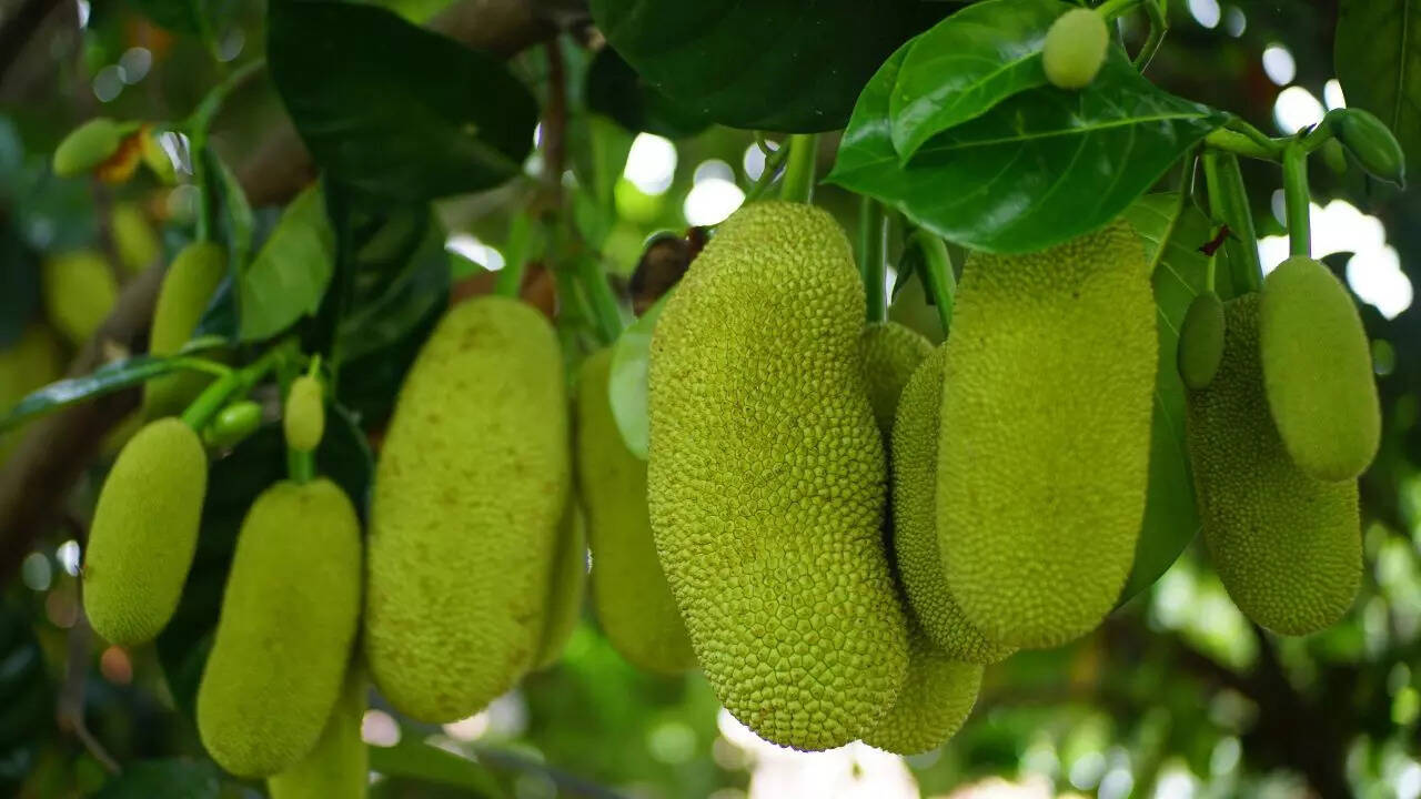 5 types of people who should avoid eating jackfruit or ‘kathal’ for ...
