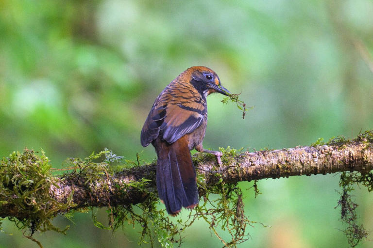 Assessing the threat status of Vietnam's bird species