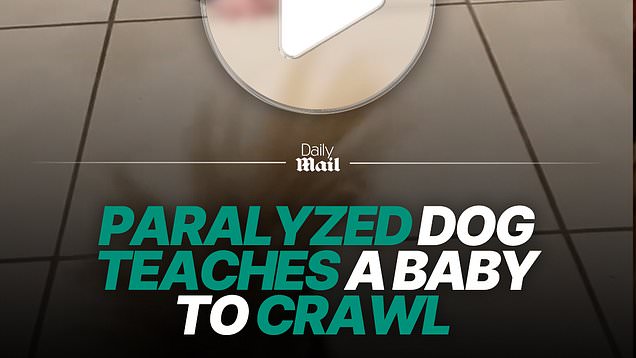 Paralyzed dog teaches baby how to crawl