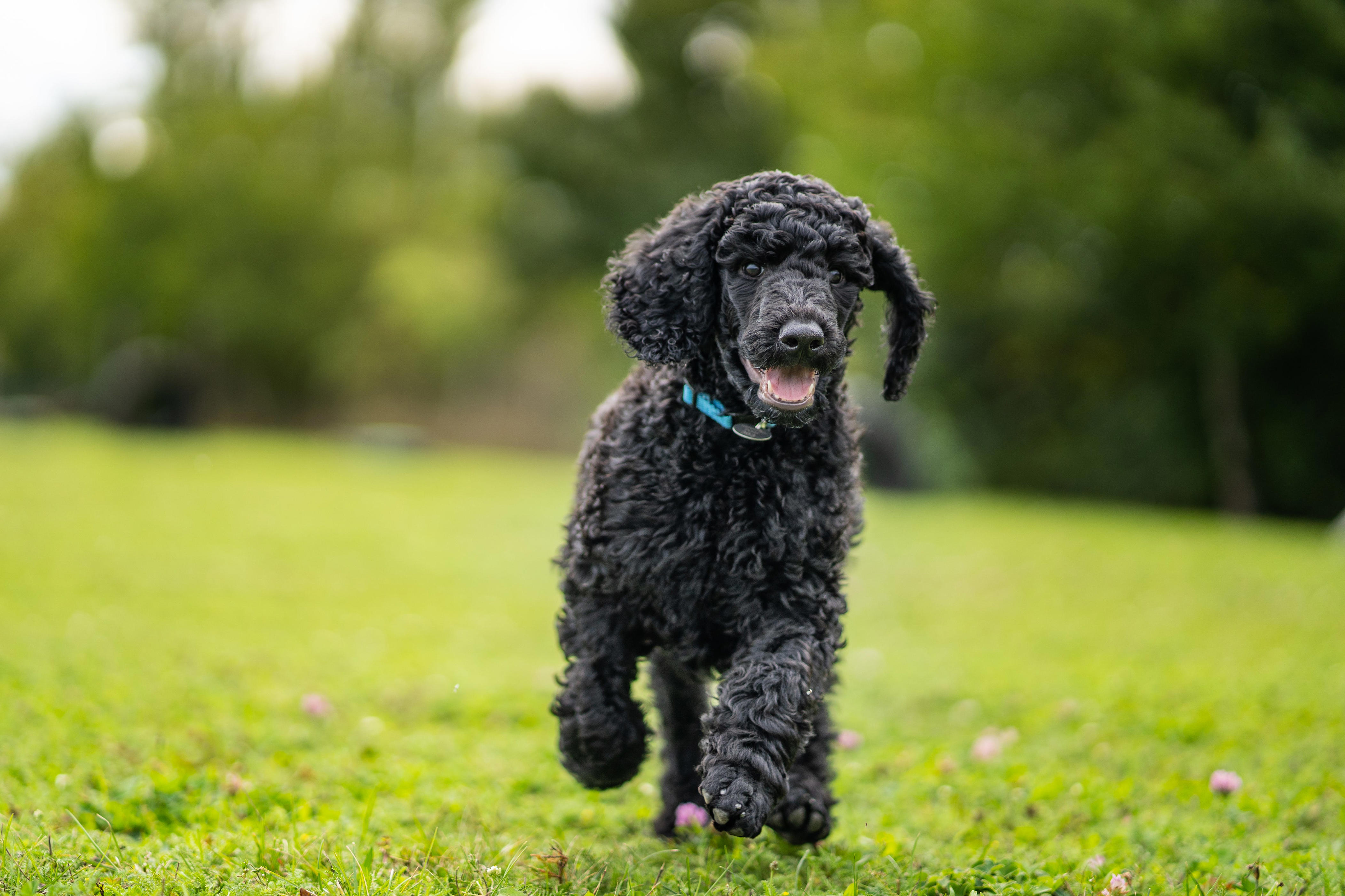 Dog Lovers With Allergies Swear By These Hypoallergenic Breeds That ...