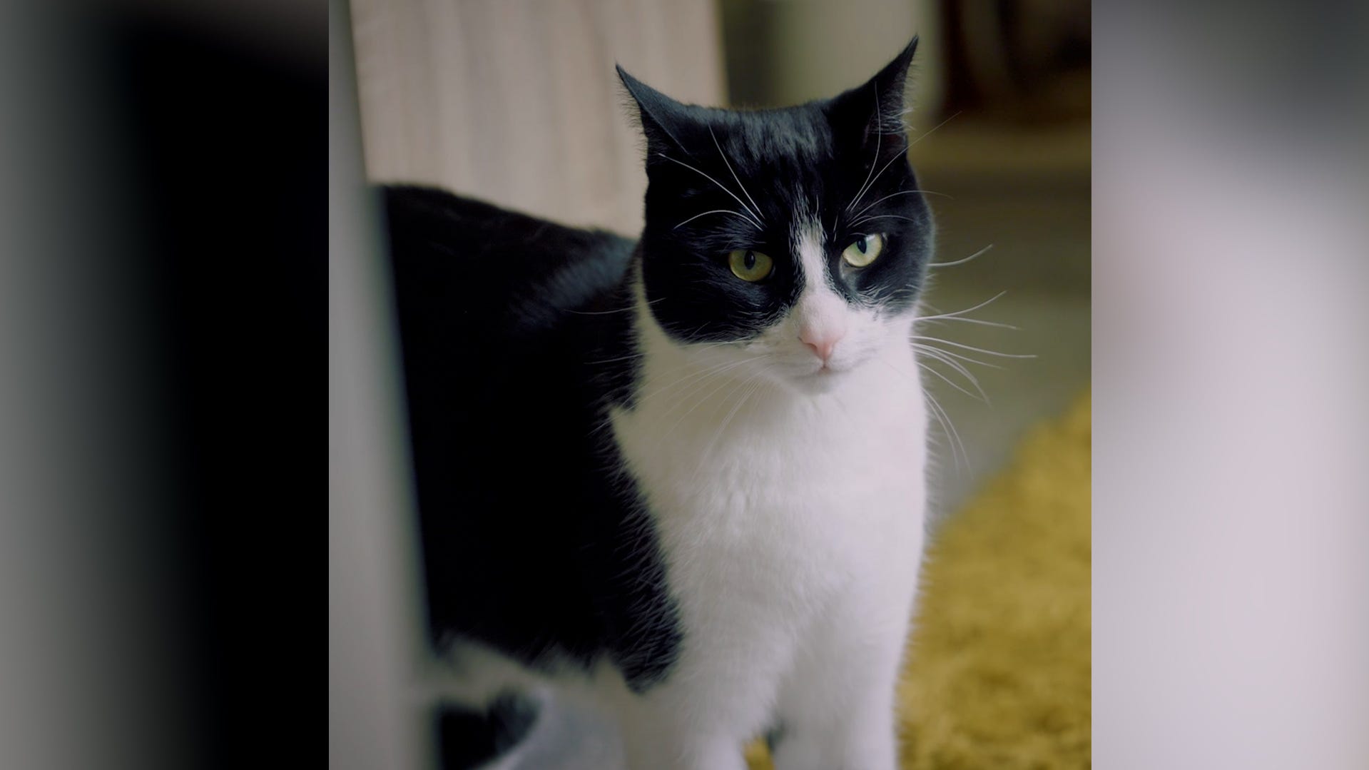 This kitty just won Cat of the Year for helping his deaf owner at home
