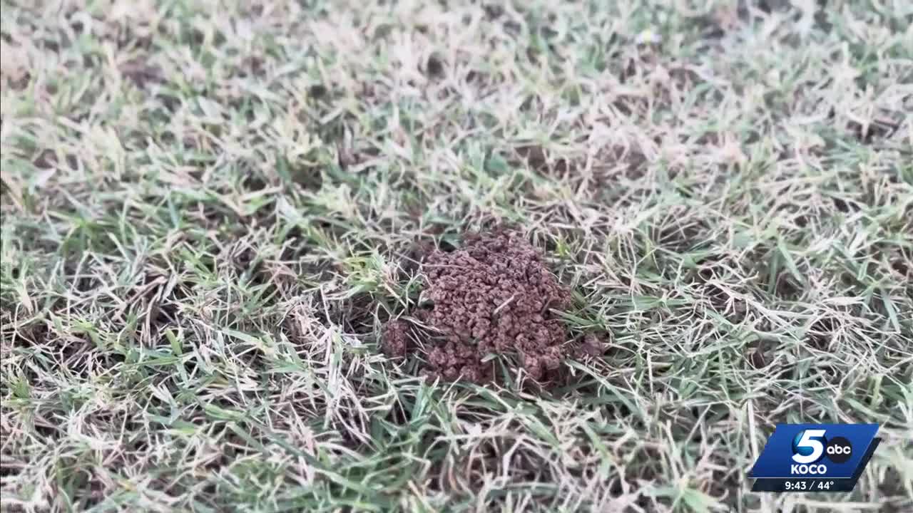 Oklahomans have seen dirt mounds in their lawns this fall, but what's ...