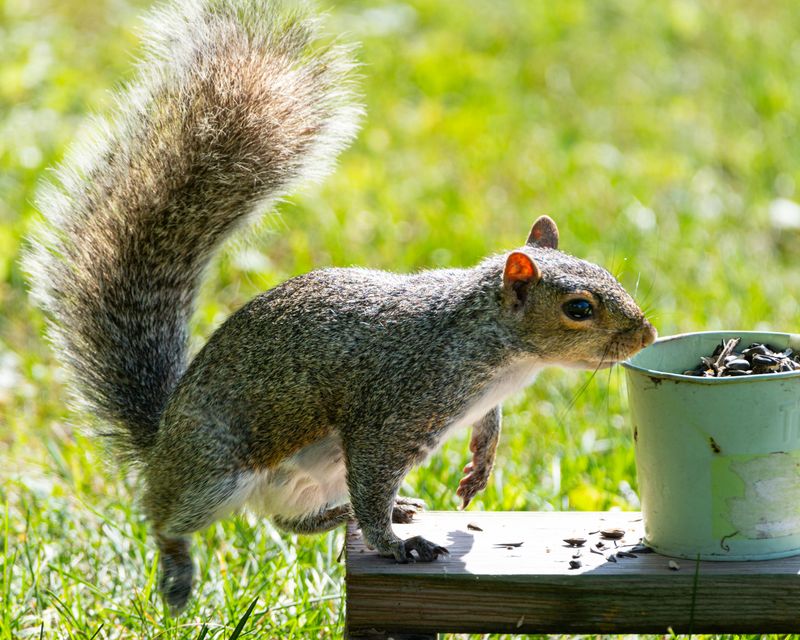 7 Common Mistakes People Make When Trying To “Help” Wild Animals