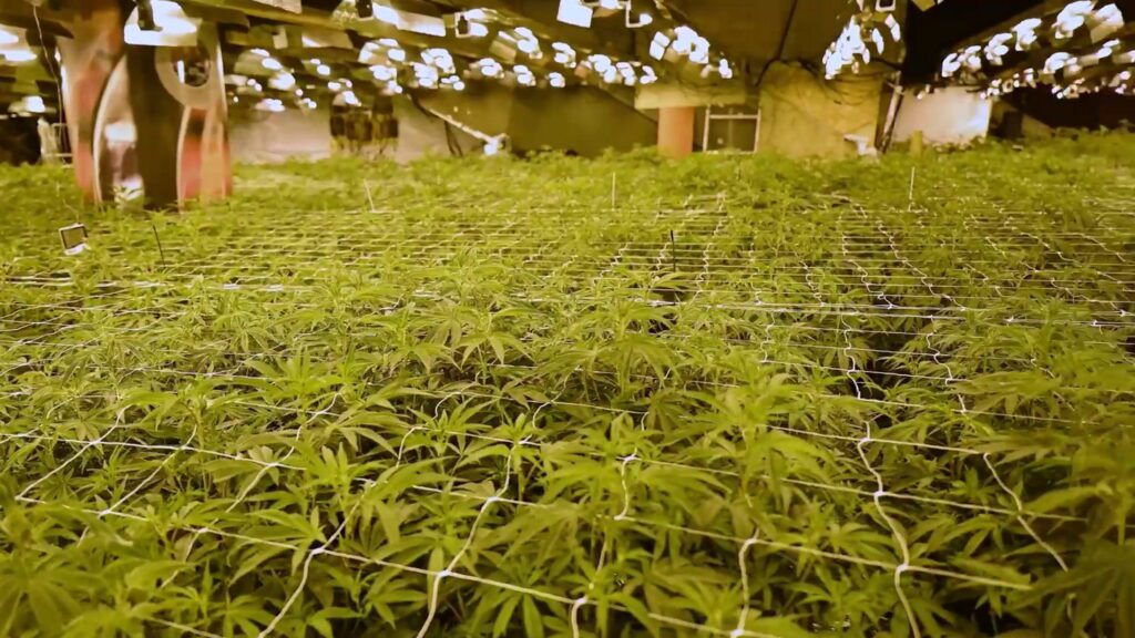 Police bust massive £6m cannabis factory inside former casino