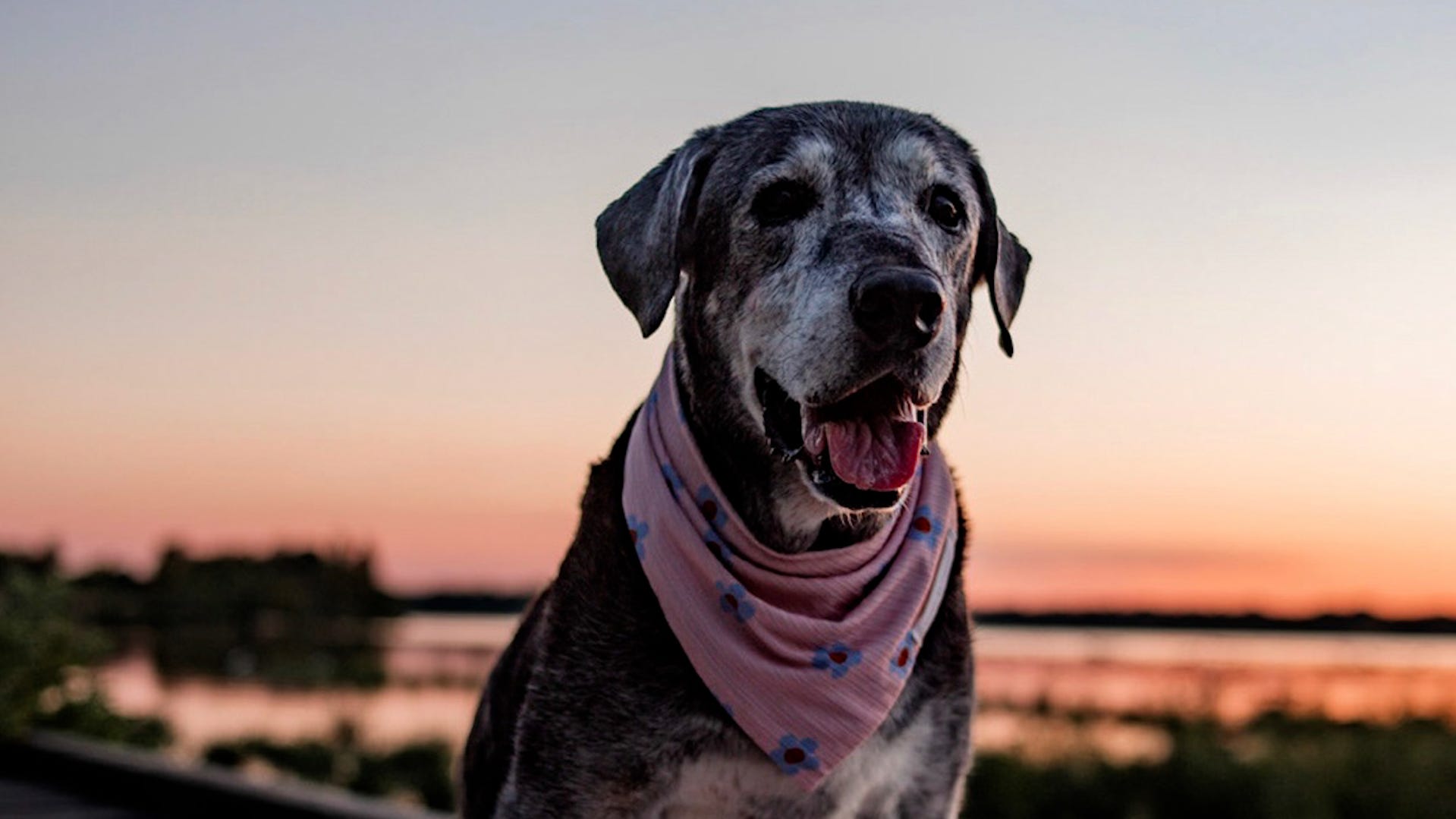 Aging foster dog was expected to live one month, but thrived for a ...