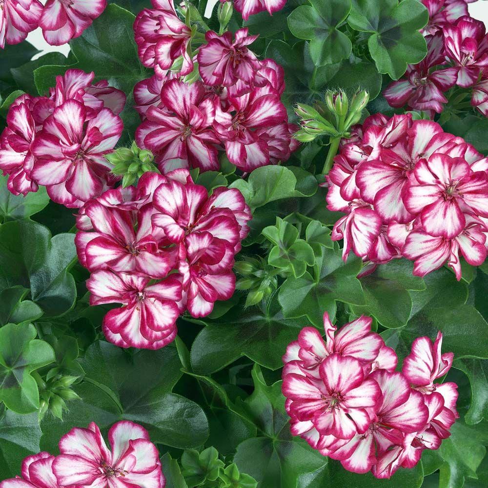 Geranium Wangi Apa? Deskripsi & Contoh Parfum dengan Notes Geranium