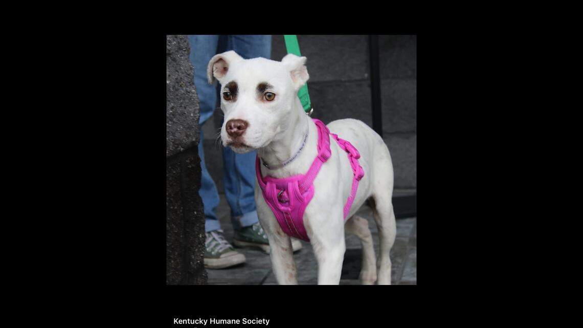 ‘Are those real?' Dog in KY shelter stops traffic with her eyebrows ...