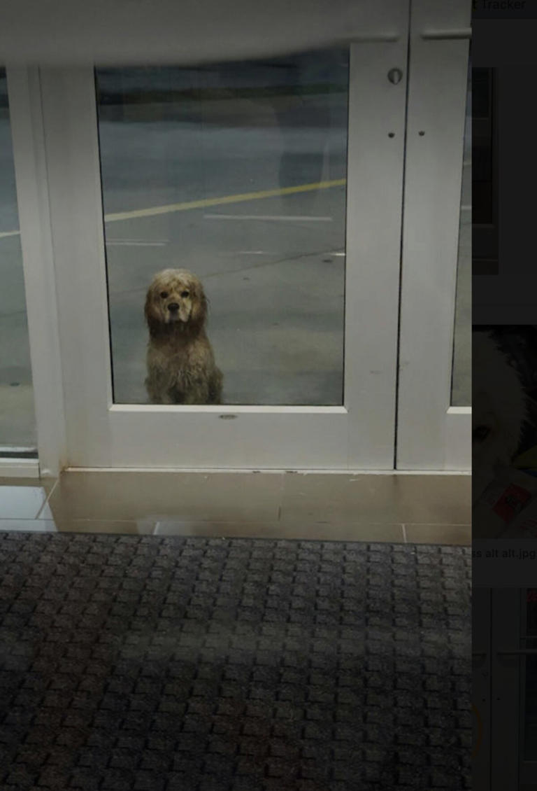 Woman At The Gym Locks Eyes With An Abandoned Dog Stuck Outside In The Rain