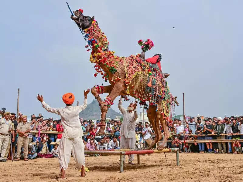 Dancing camels amaze tourists at Pushkar fair